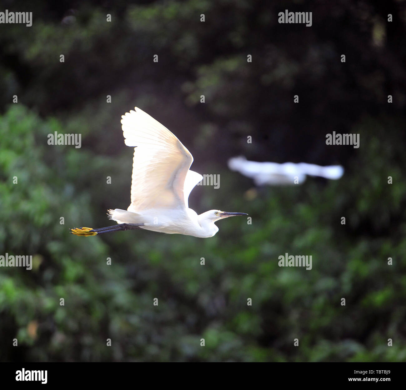 Flying bird fishing Stock Photo - Alamy