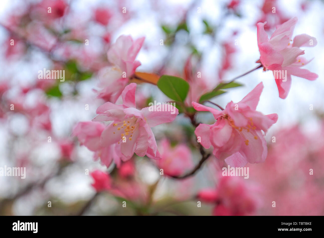 Spring cherry blossoms in Shanghai People's Park Stock Photo - Alamy