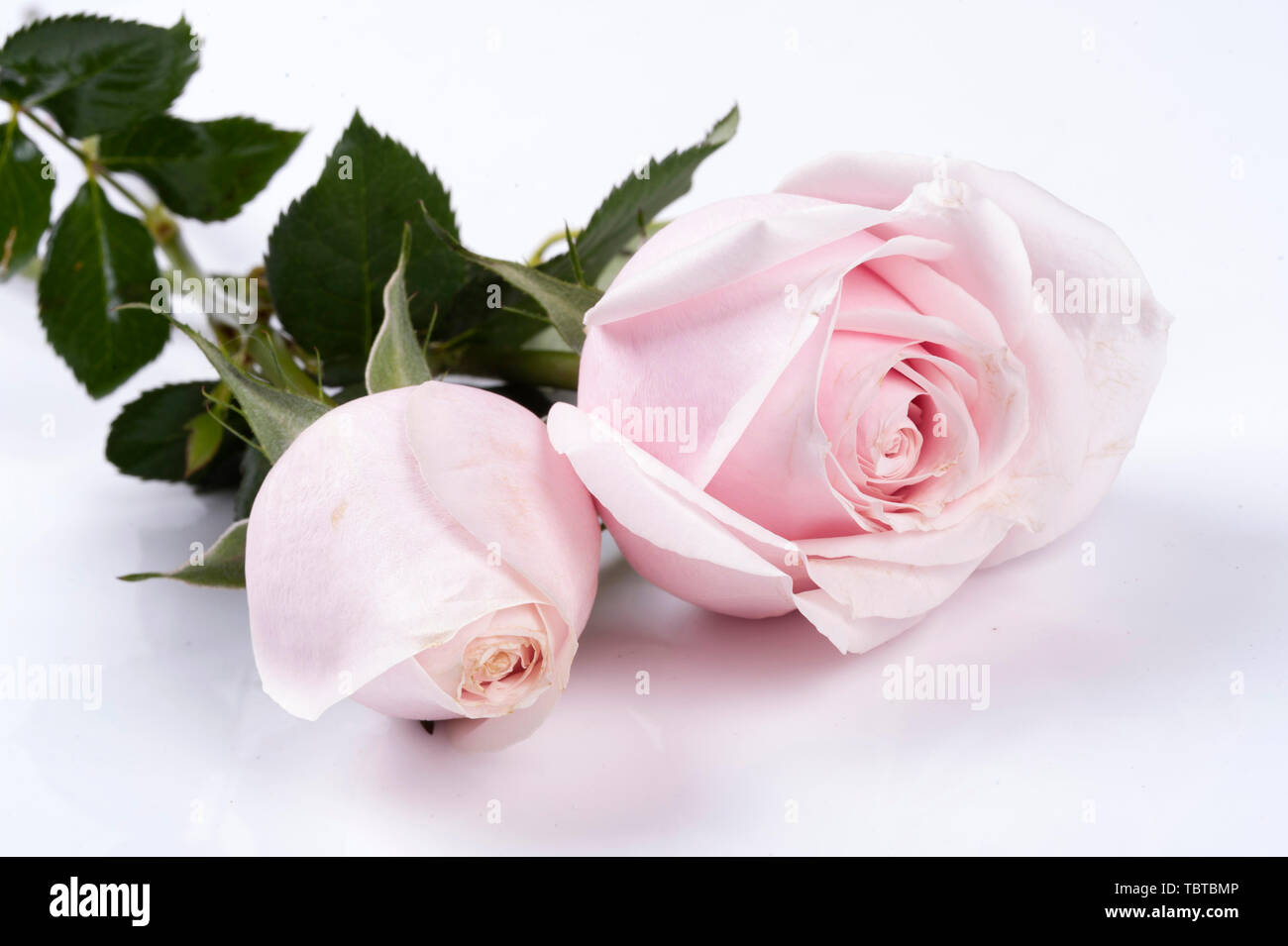 Pink Snow Mountain Rose Stock Photo - Alamy