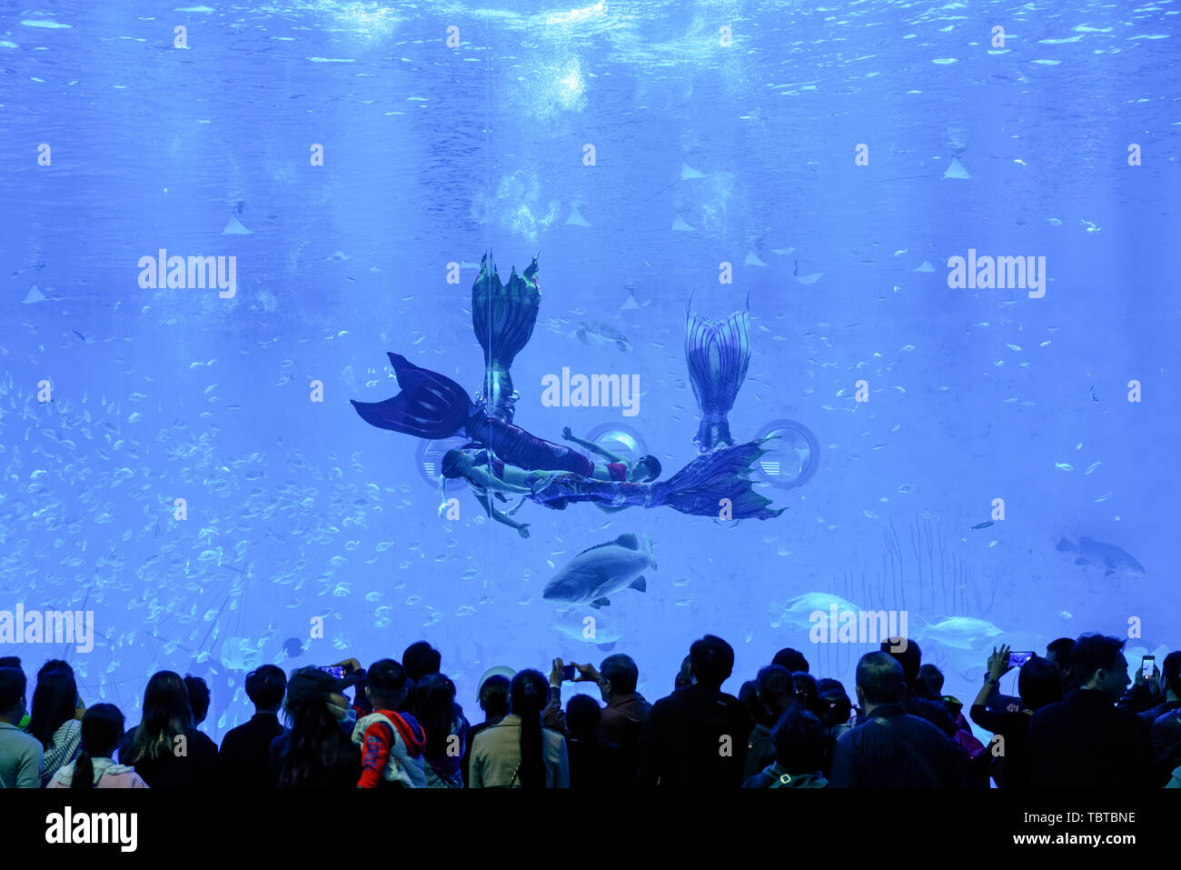 Mermaid performance at Haichang Ocean Park, Shanghai Stock Photo - Alamy