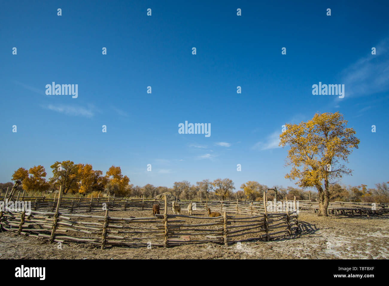 Poplar Lin, lake, reflection, beautiful scenery Stock Photo - Alamy