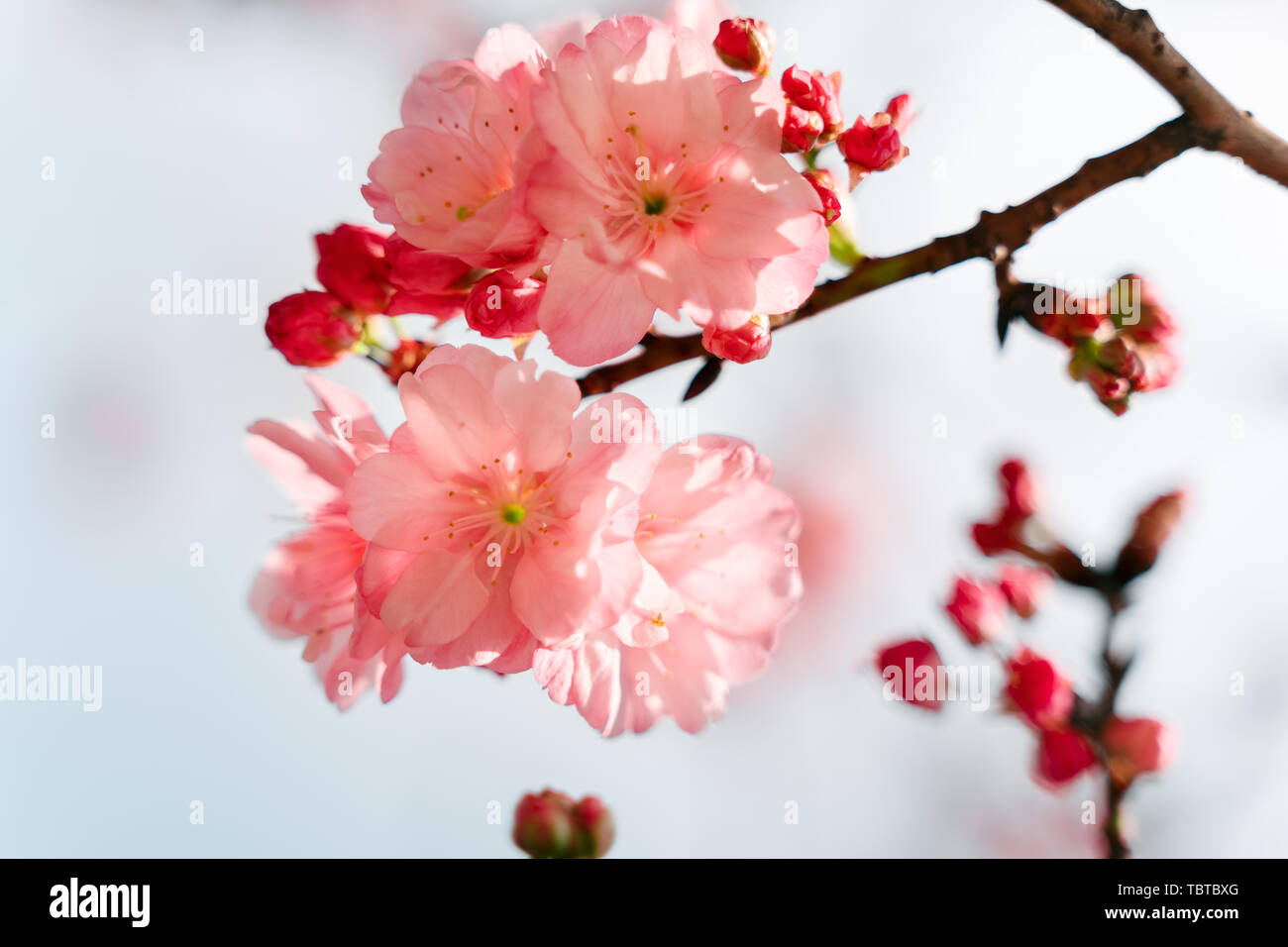 Cherry blossoms in full bloom in Kunming, Yunnan, in the spring of ...