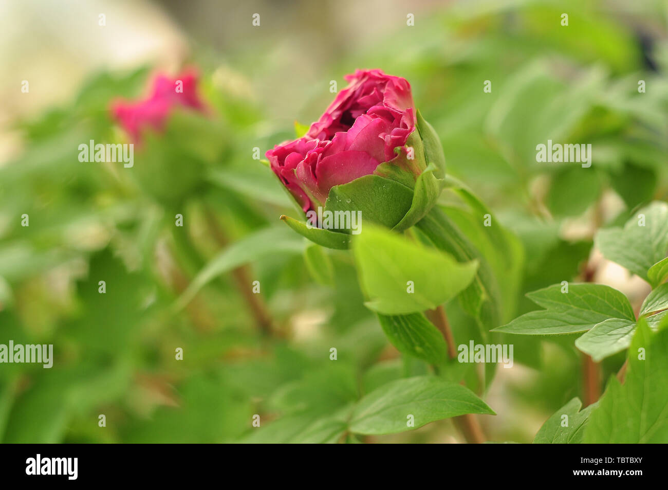 Peony flower seedlings Stock Photo - Alamy
