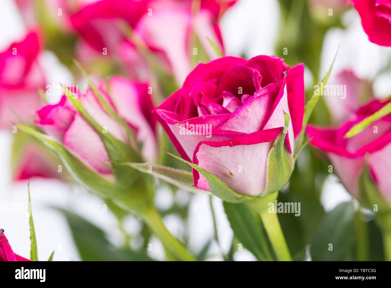 Posenina with long roses hi-res stock photography and images - Alamy