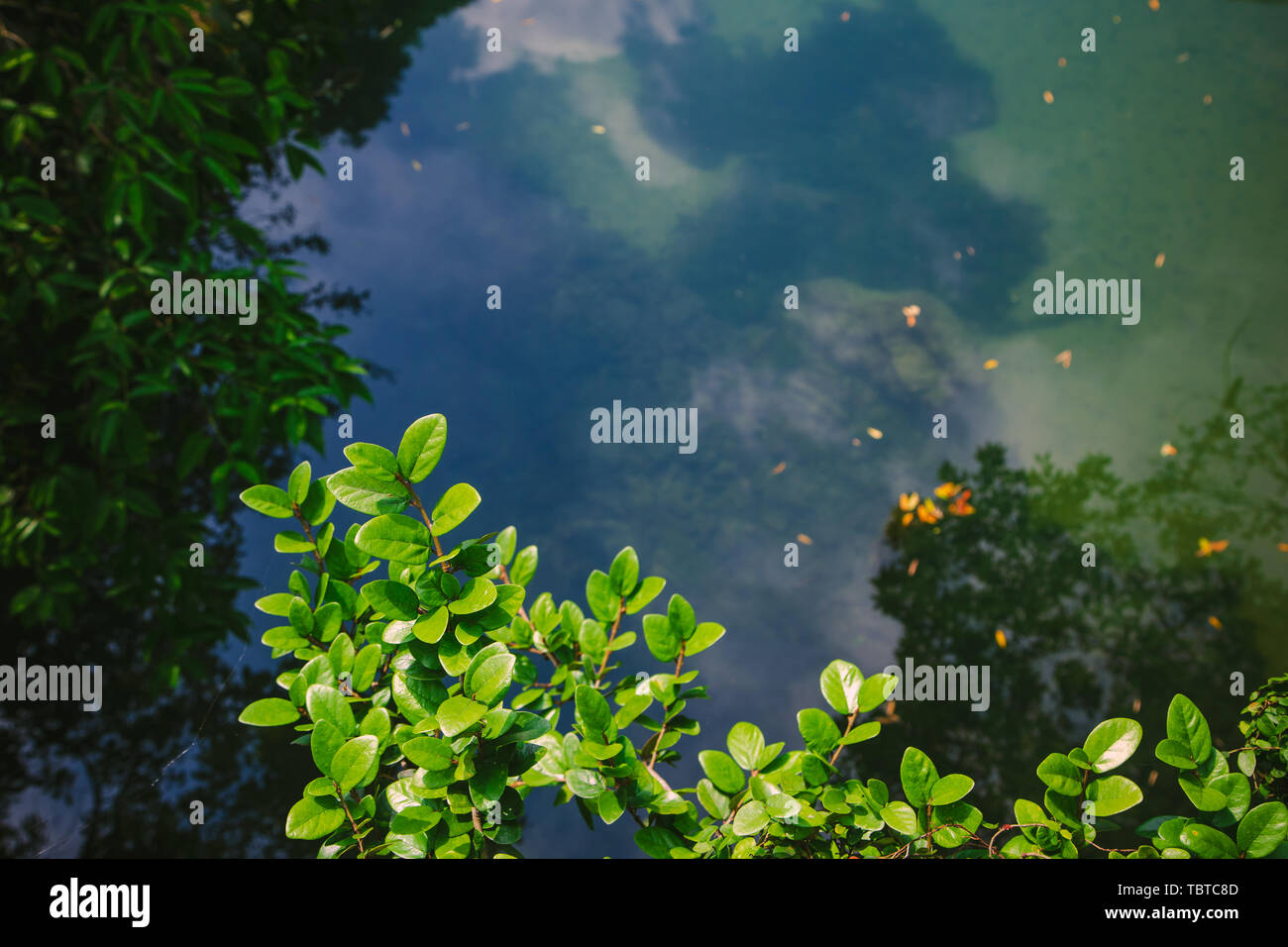 A reflection of a plant growing on the green water Stock Photo - Alamy