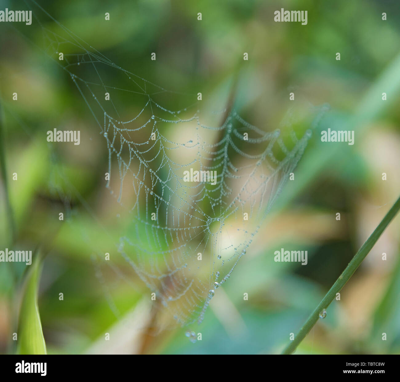 spiders, cobwebs, arachnids, traps, cobwebs, webs, nature, insects, dew ...