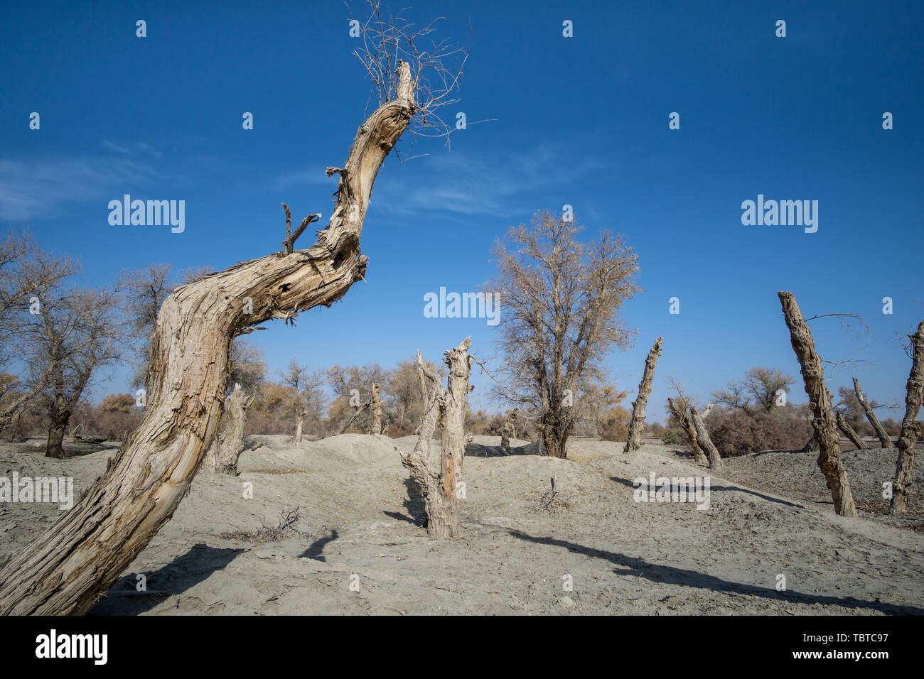 Poplar tree roots hi-res stock photography and images - Alamy