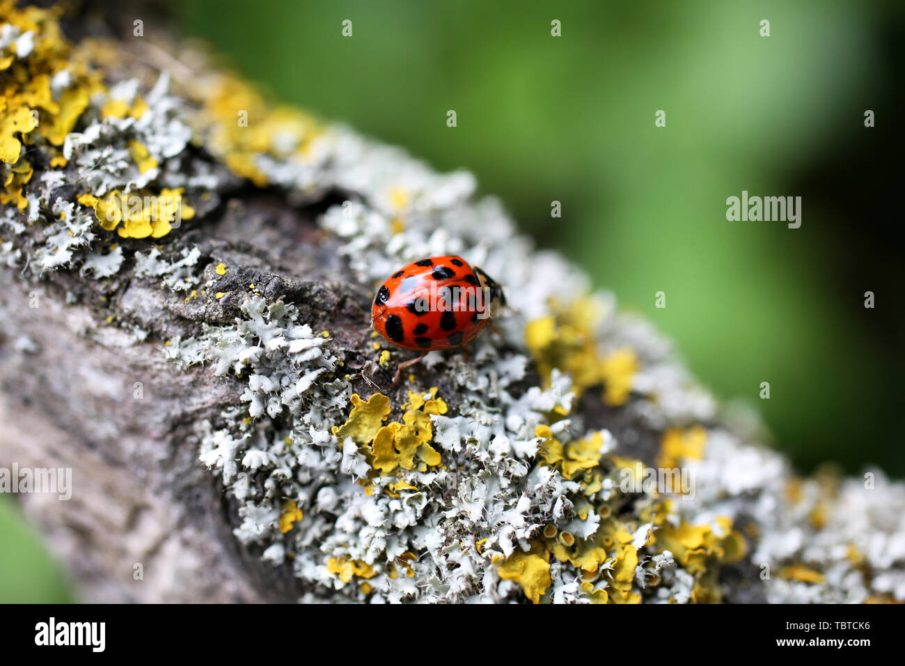 Preys on seven native ladybirds hi-res stock photography and images - Alamy
