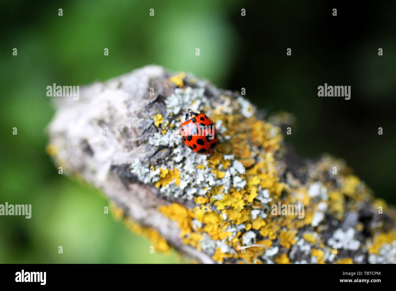Species of ladybird hi-res stock photography and images - Alamy