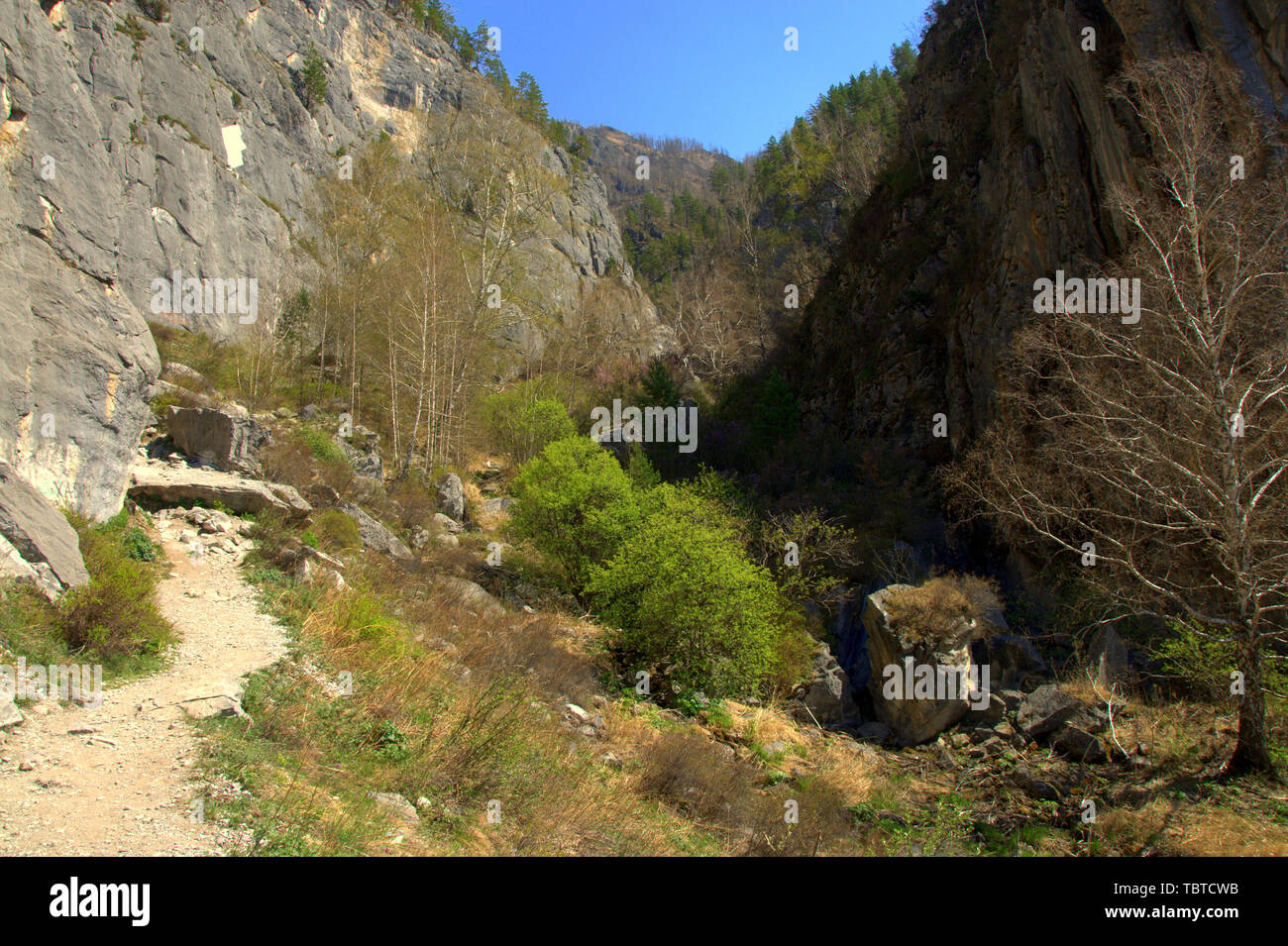 The path through the gorge in the mountains. Altai, Siberia, Russia ...