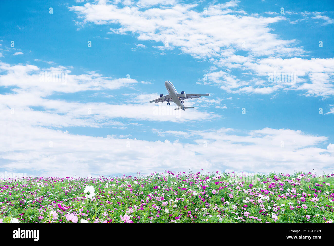 Airport flower field. Chengdu a new net red punch card mecca Stock ...