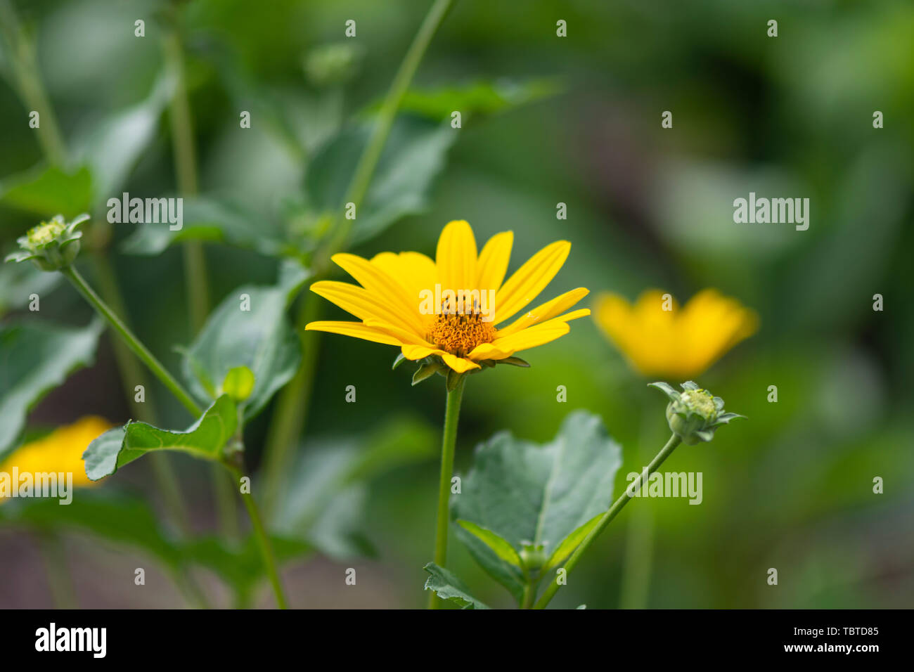 One flower, one world Stock Photo - Alamy