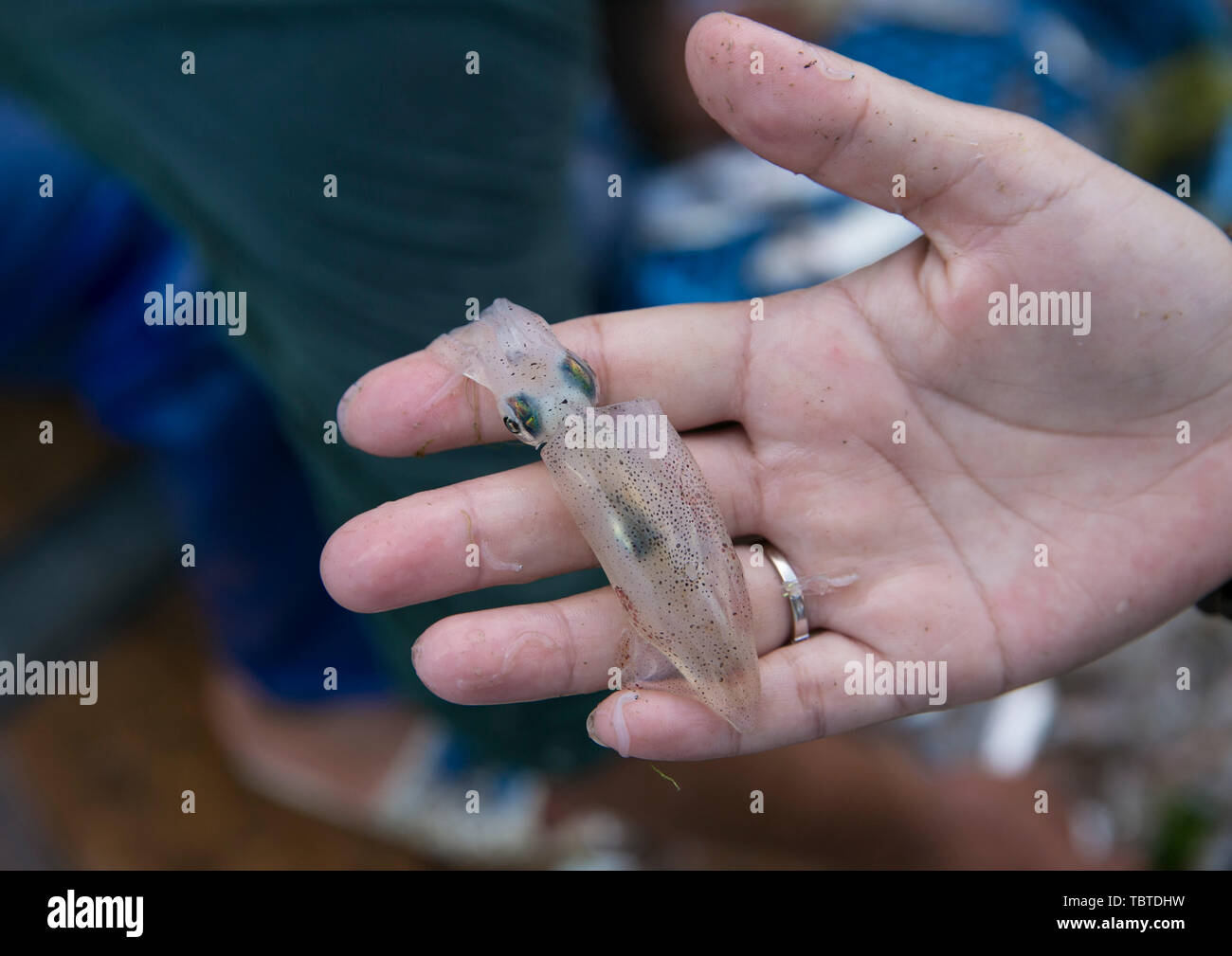 Baby Squid On Finger