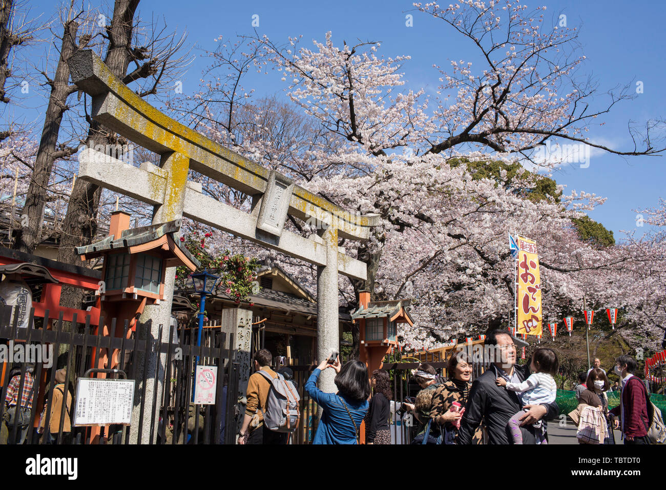 The cherry blossoms in Sheno Park, Tokyo Stock Photo - Alamy