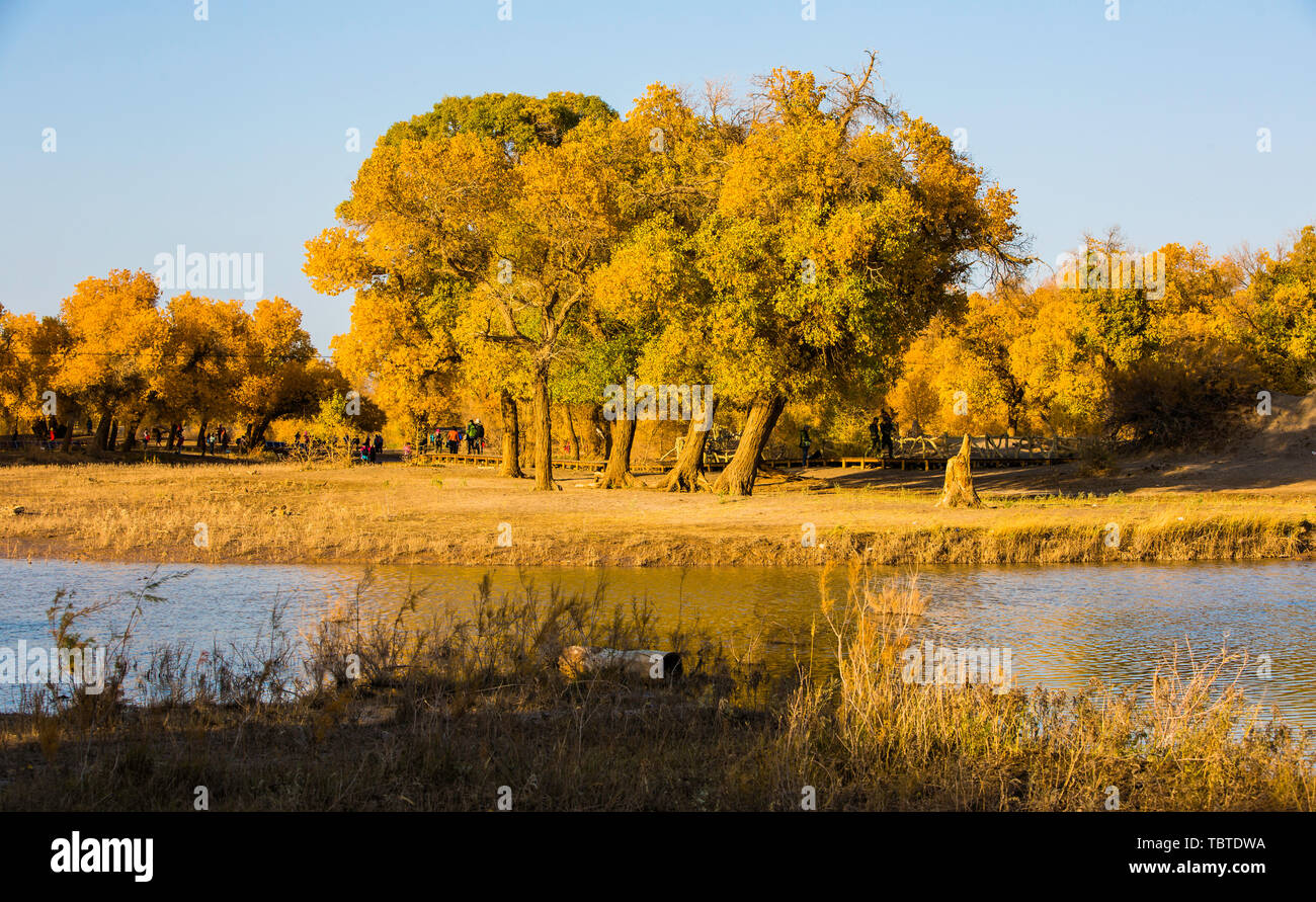 Scenic trees and water in inner mongolia hi-res stock photography and ...