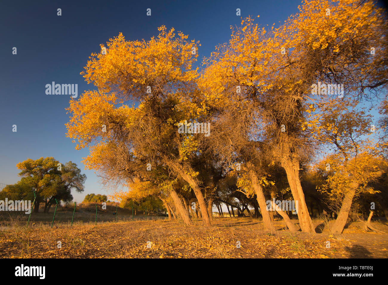Hu yang lin hi-res stock photography and images - Alamy