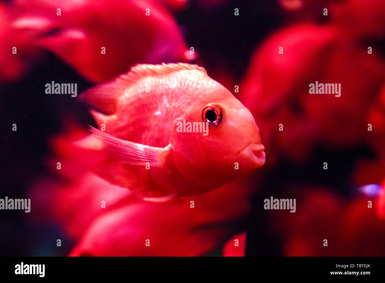 A rich fish Stock Photo - Alamy