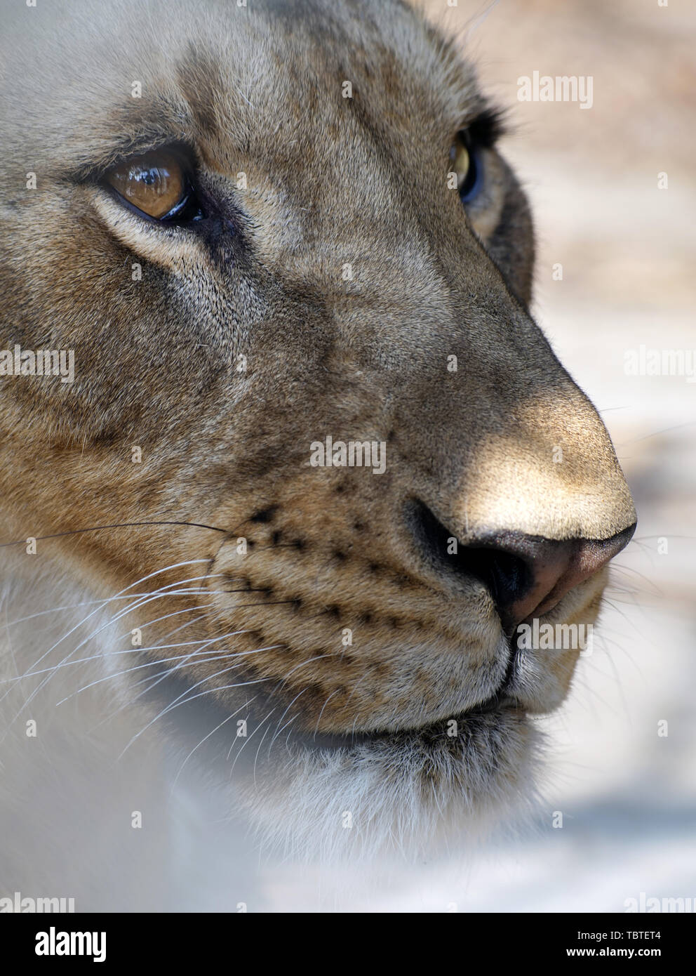 Yagor zoo hi-res stock photography and images - Alamy