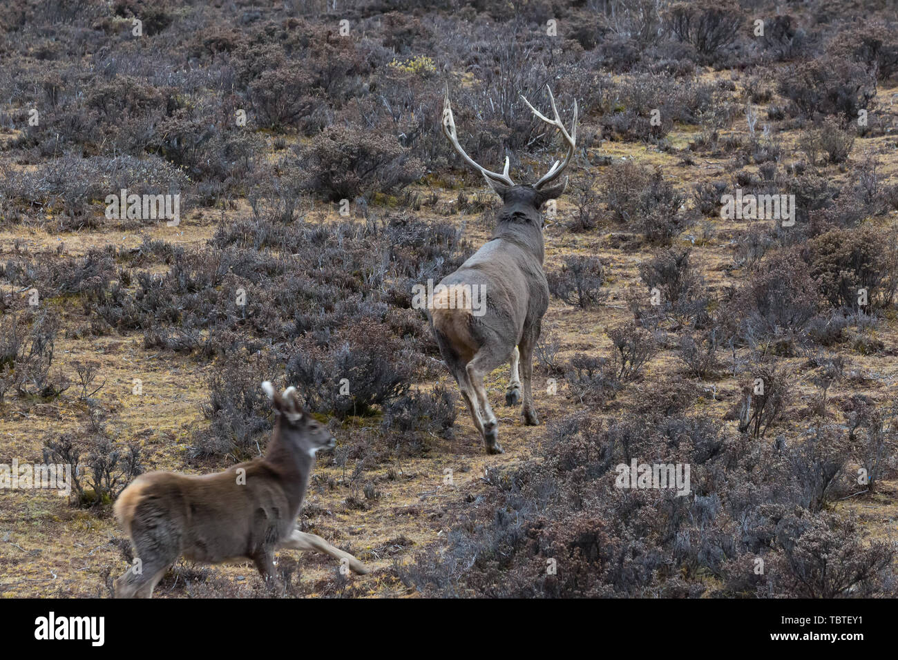 Tibetan white-lipped deer, national first-class protected animals Stock ...