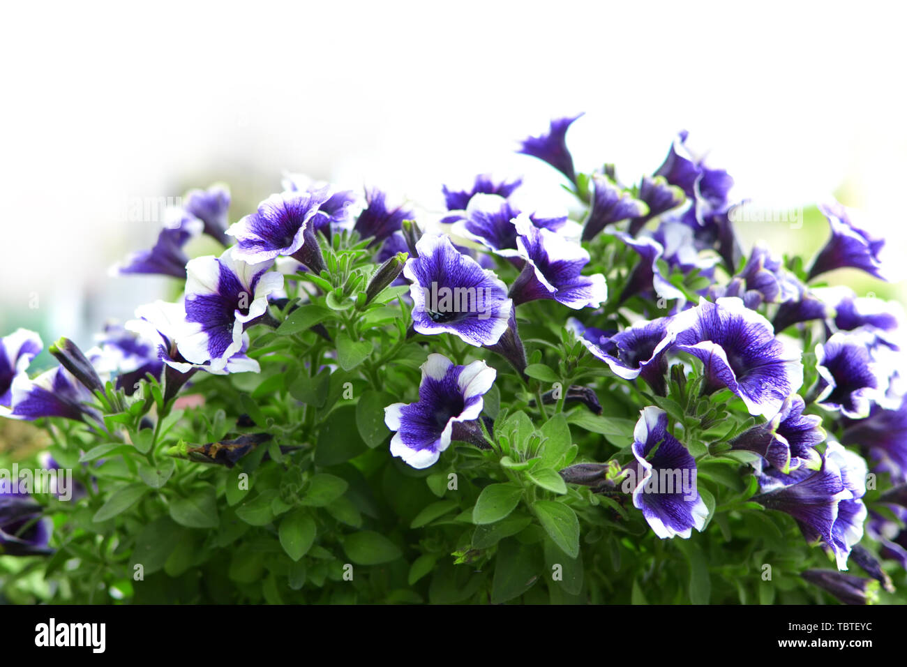 Variegated petunias hi-res stock photography and images - Alamy