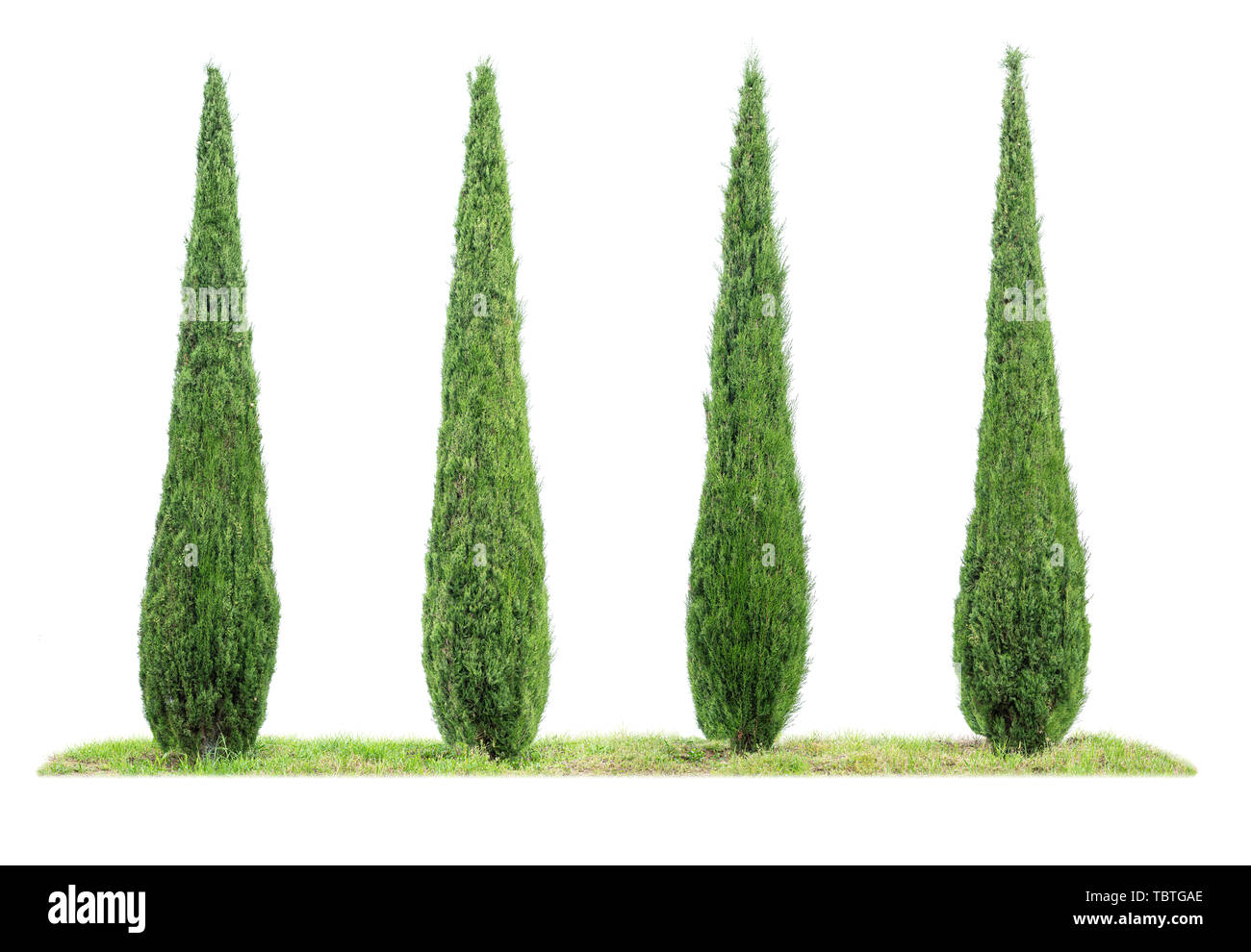 Four isolated cypresses on a white background Stock Photo - Alamy