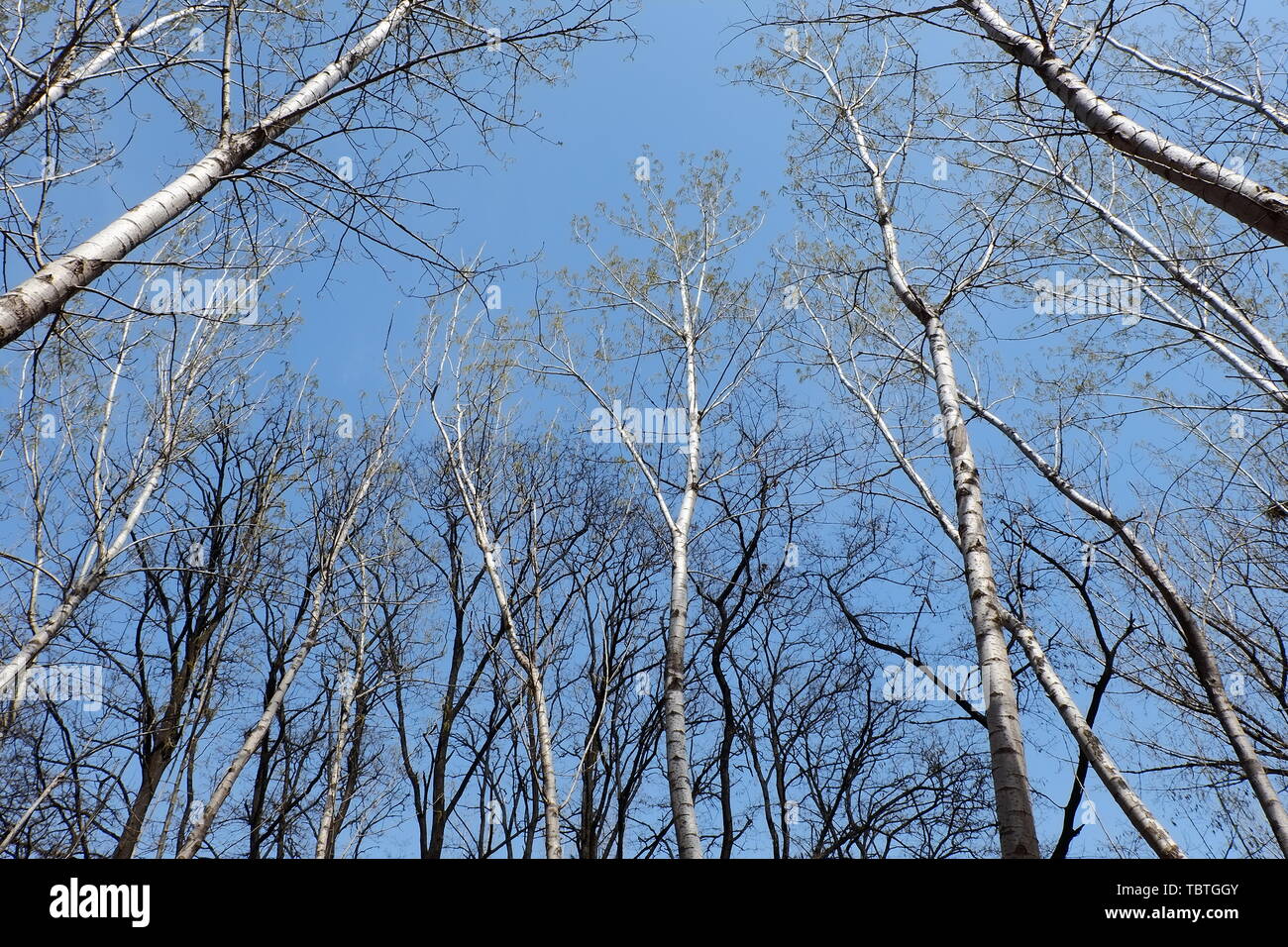 Spring trees germinate Stock Photo - Alamy