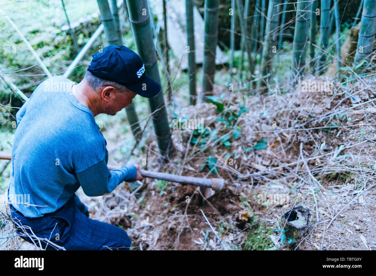 dig bamboo shoots Stock Photo - Alamy