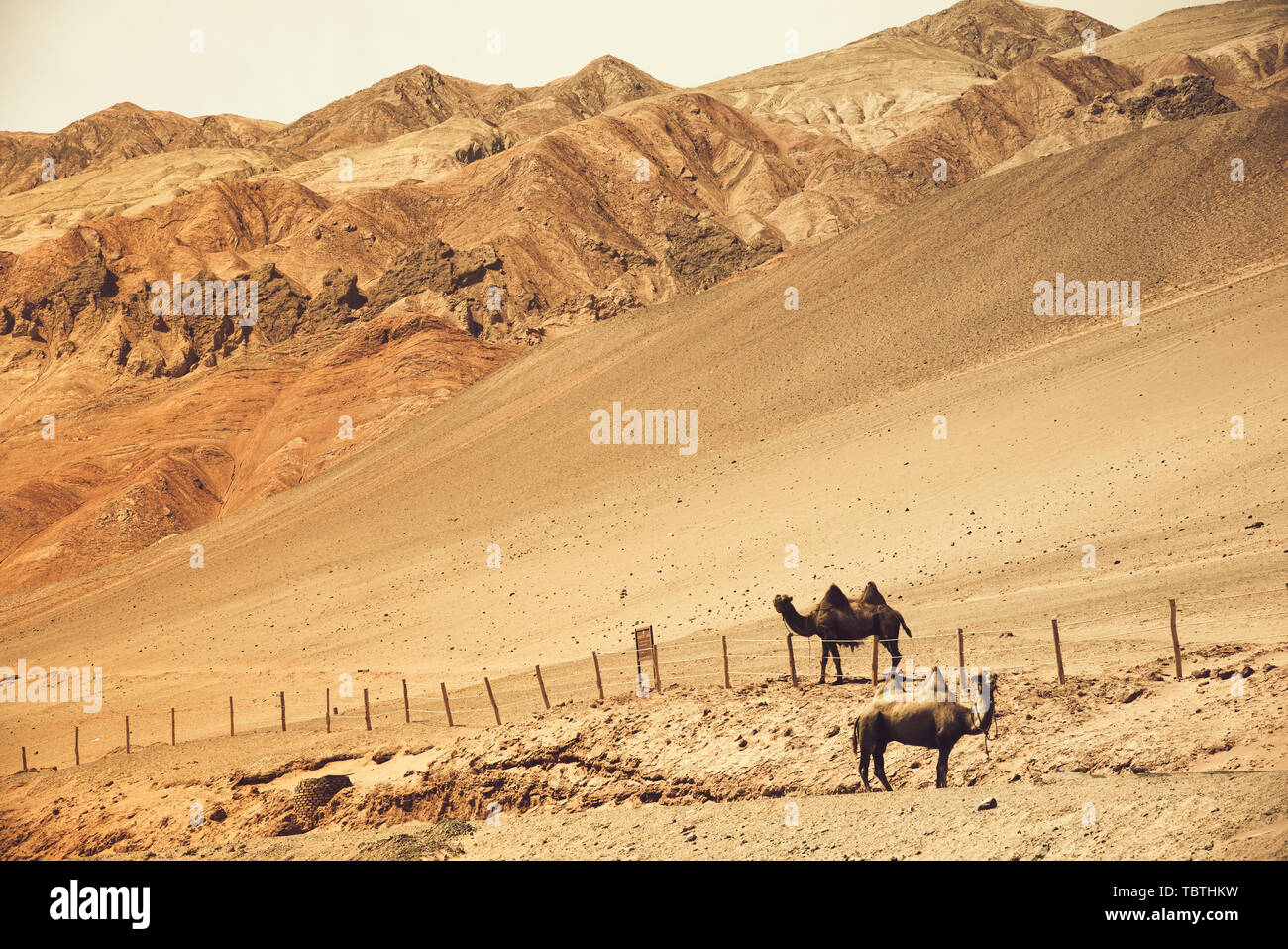 Hot deserts hi-res stock photography and images - Alamy