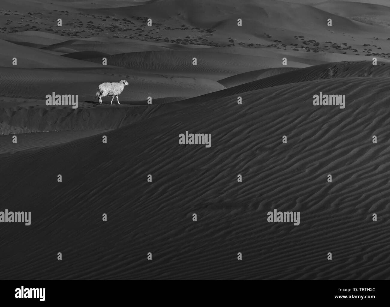 Black and white desert sheep hi-res stock photography and images - Alamy