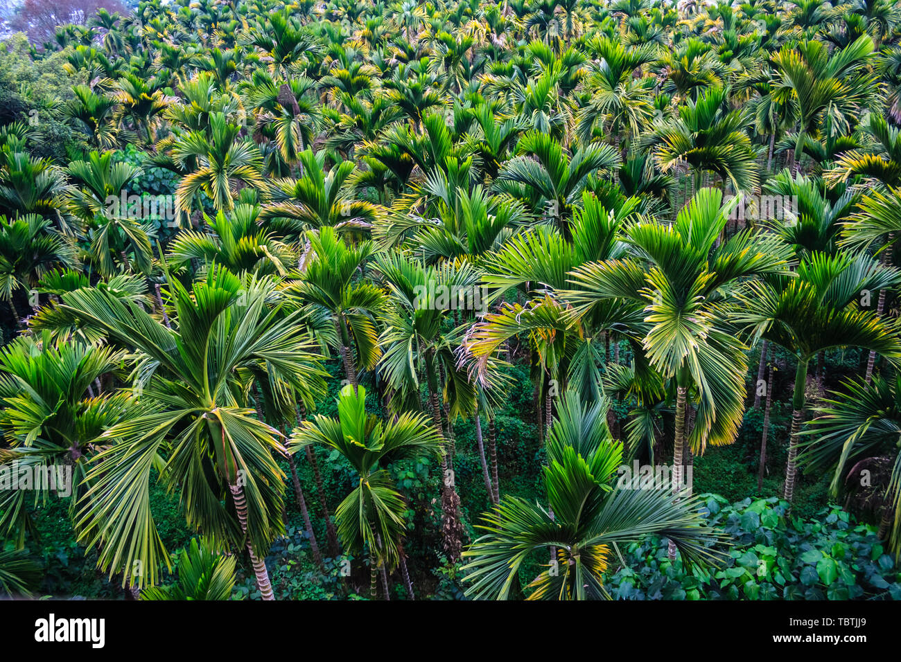 Betel nut trees hi-res stock photography and images - Alamy