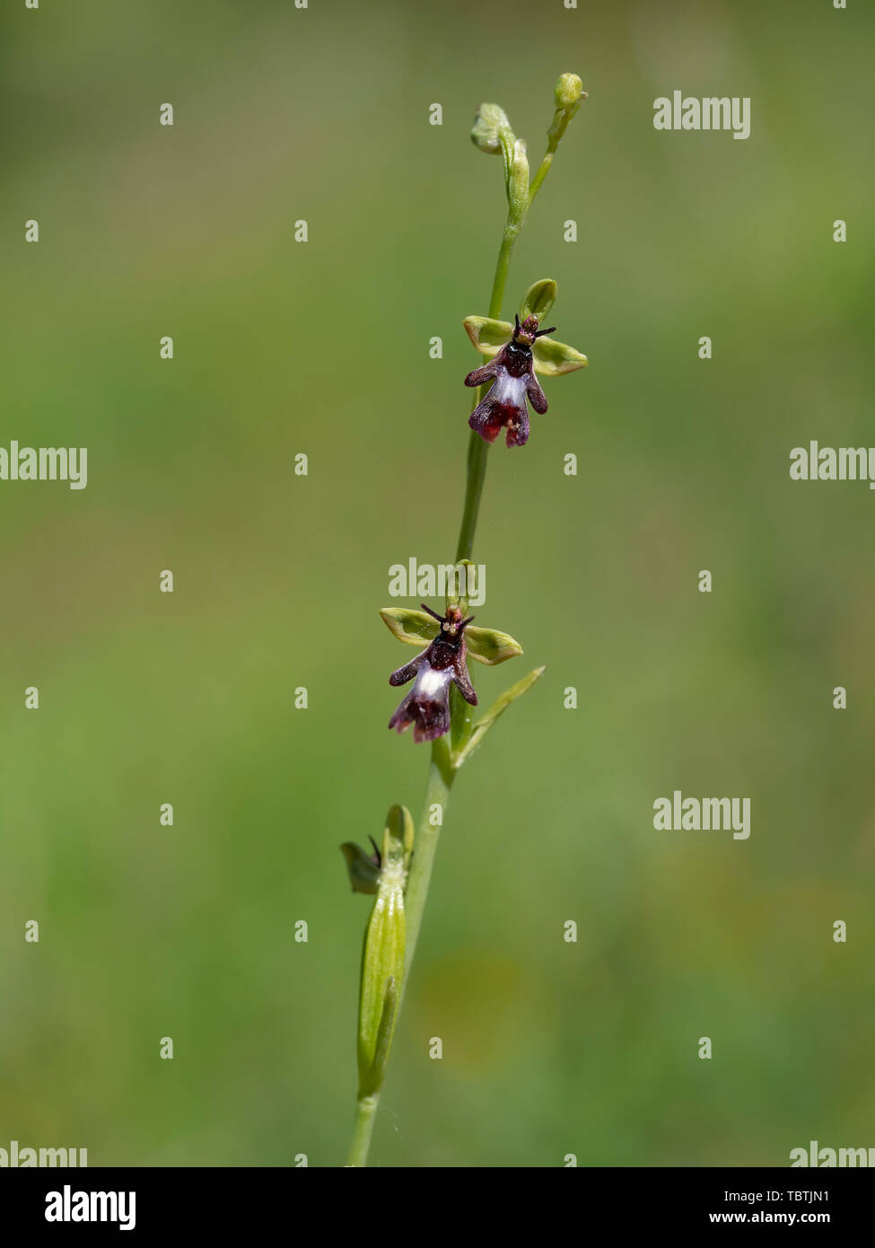 Ophrys insectifera, the Fly orchid Stock Photo - Alamy