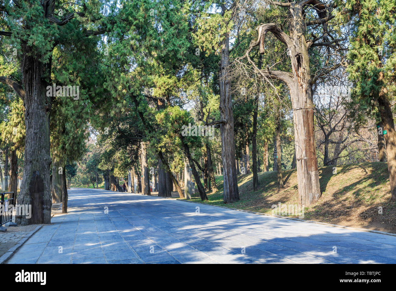 The towering ancient trees in the Confucius Forest in Qufu, Shandong ...