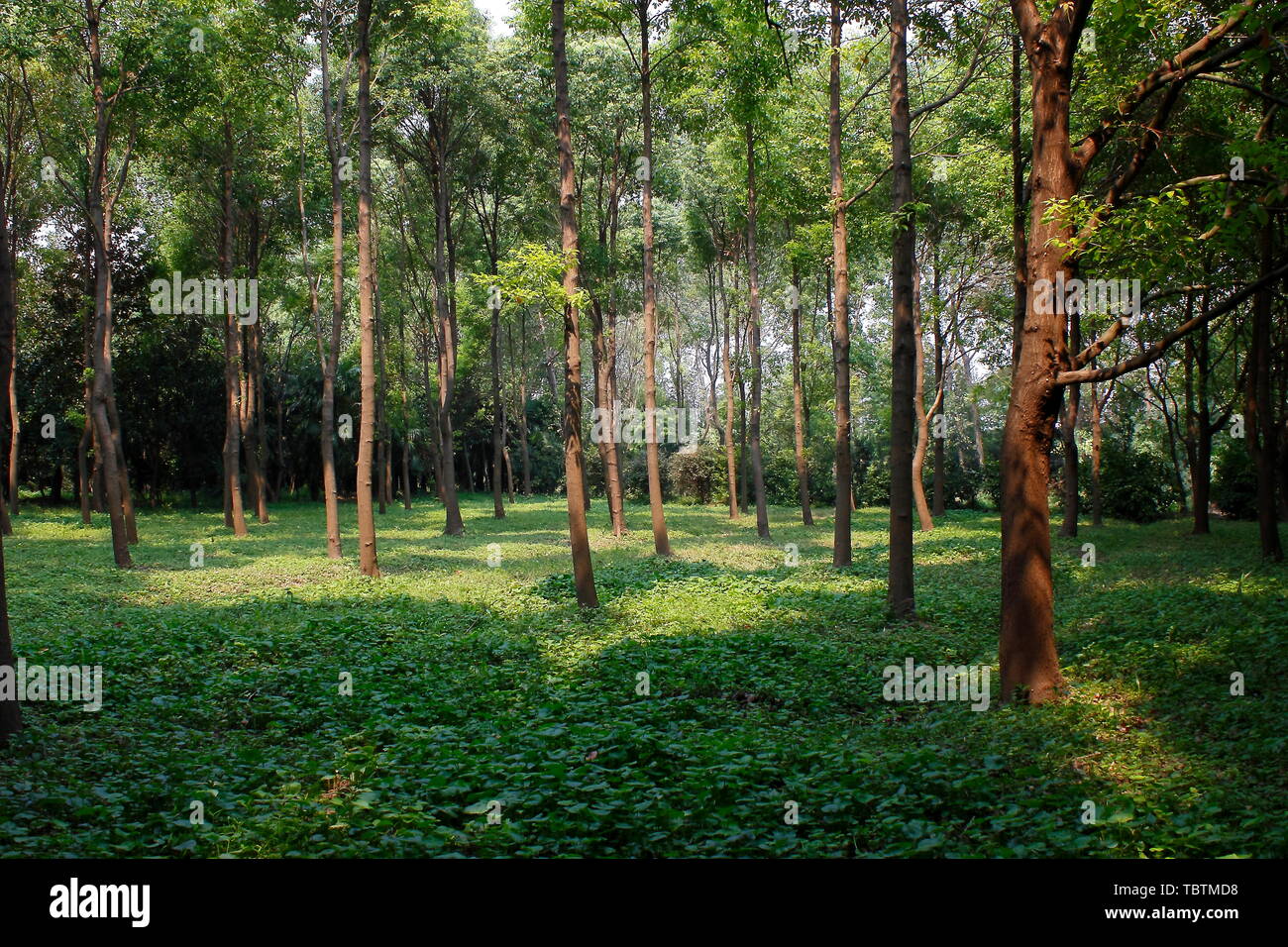 Binjiang park hi-res stock photography and images - Alamy