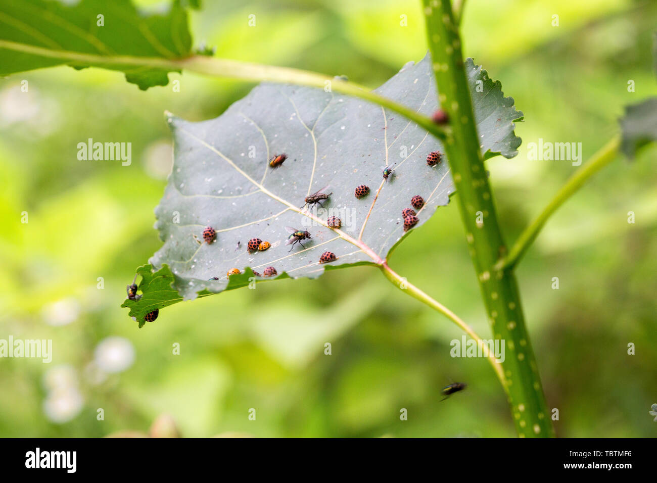 Insects transparent wings and veins backlight microscopic pests hi-res ...