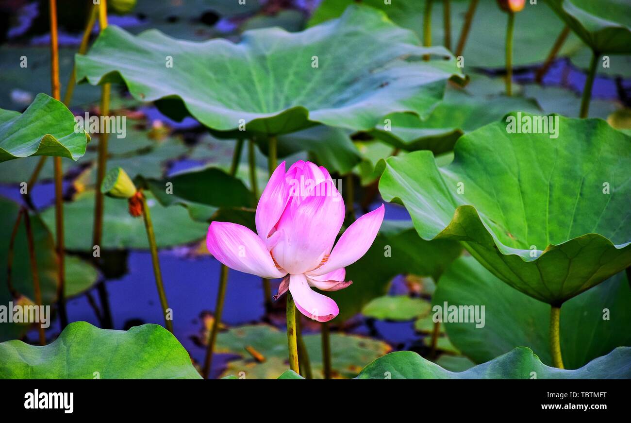 Foreign lotus genus hi-res stock photography and images - Alamy