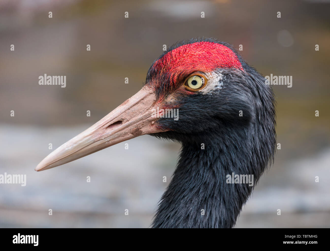 Red crowned crane hi-res stock photography and images - Alamy