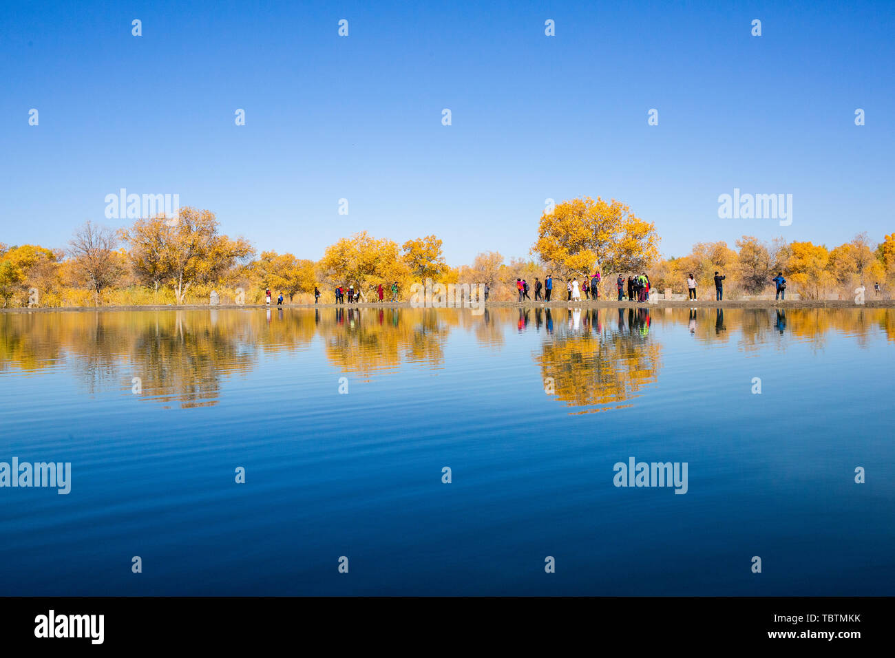 Jinta Hu Yang Lin Stock Photo - Alamy