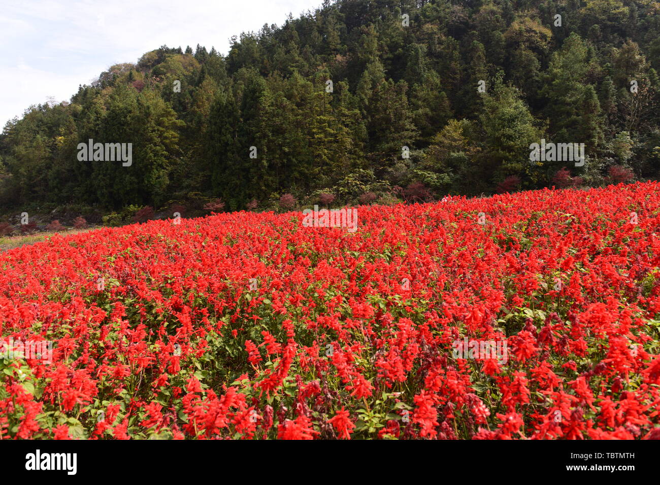 String of red flowers Stock Photo - Alamy