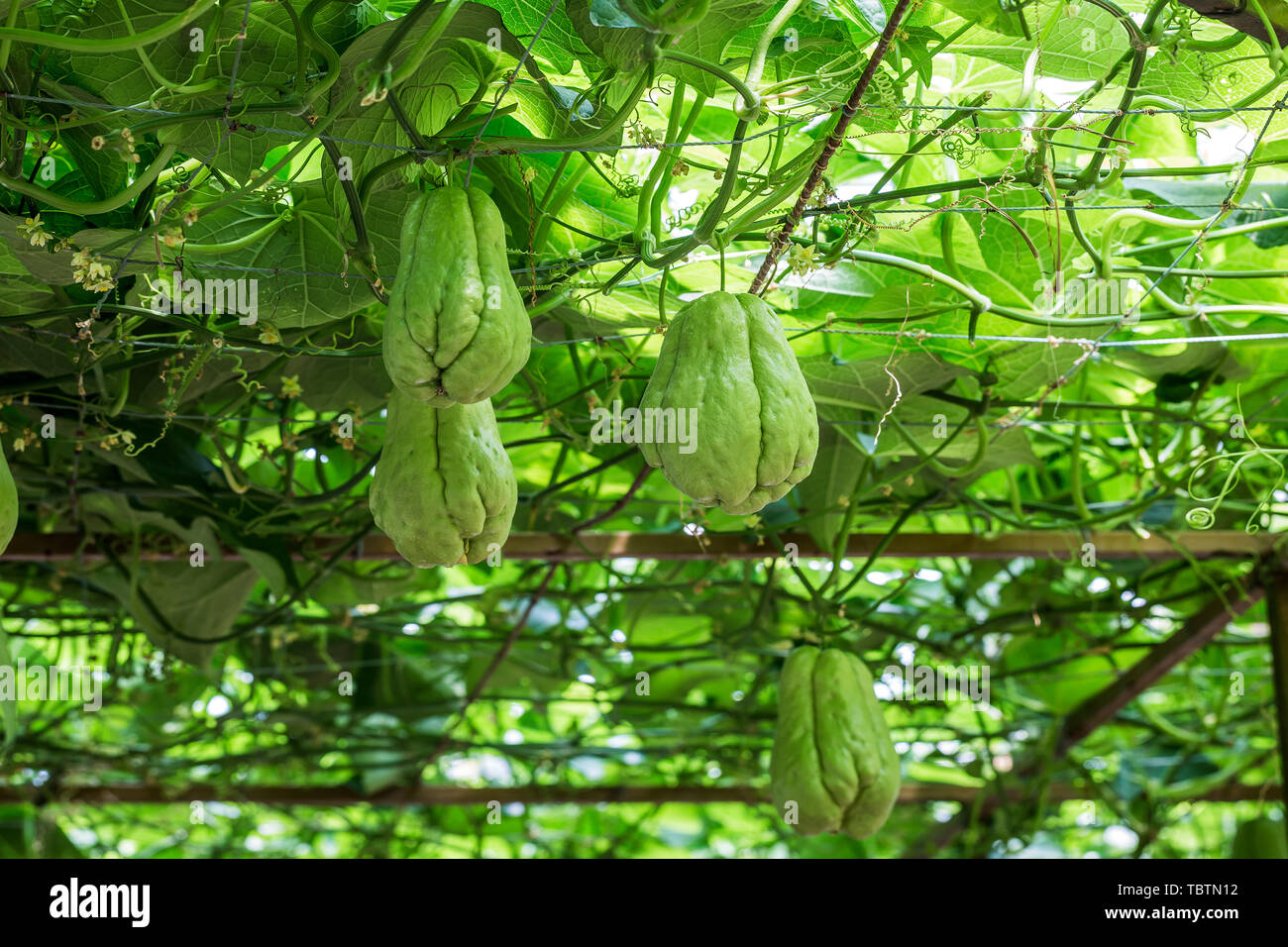 Garden vine scaffolding hi-res stock photography and images - Alamy