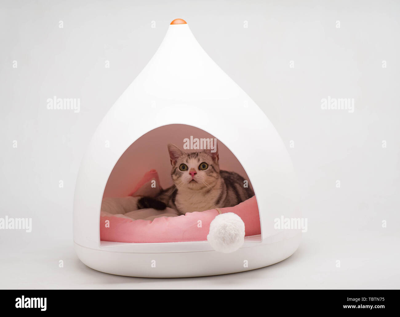 cat, pet, cat, animal, sprouting Stock Photo - Alamy