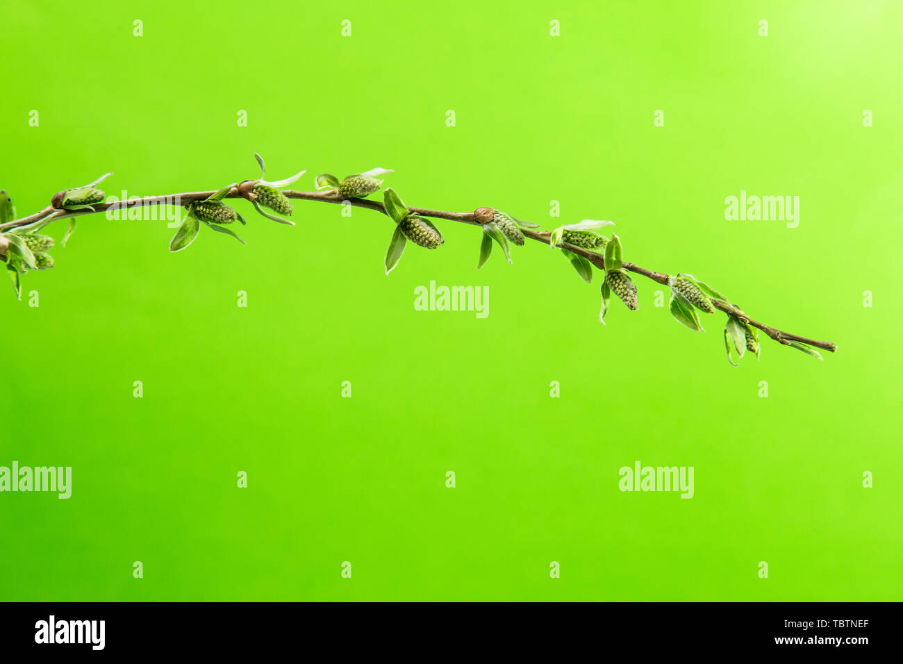 New spring shoots Stock Photo - Alamy