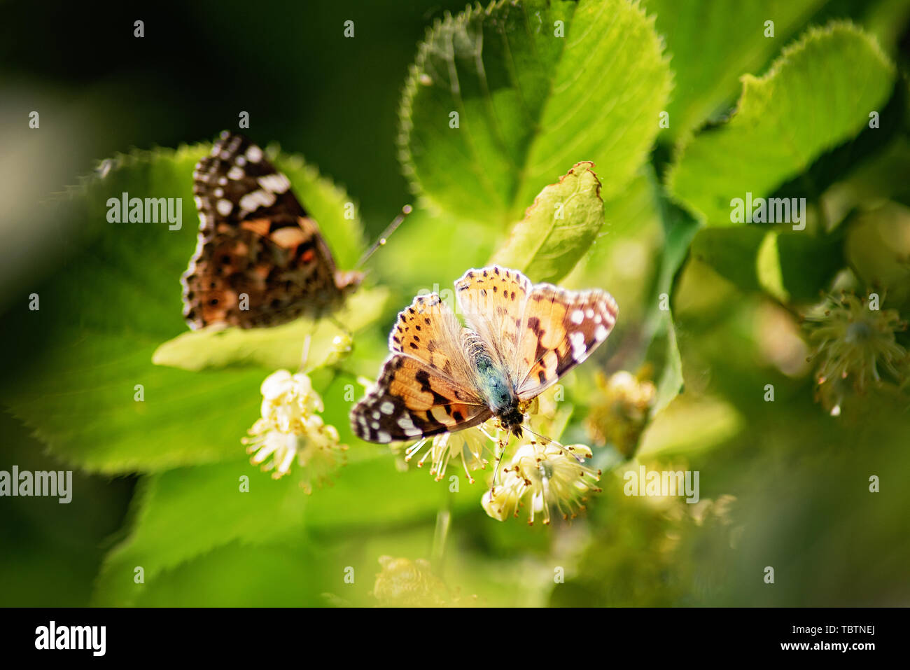 butterfly on linden blossom. butterfly invasion. A closeup of single ...