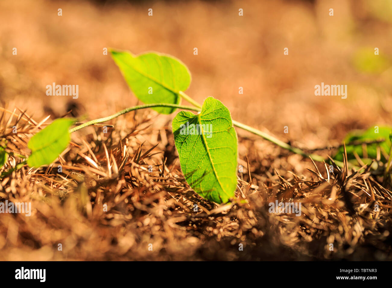 Leaves with nature and plants with grounding small grain grains hi-res ...