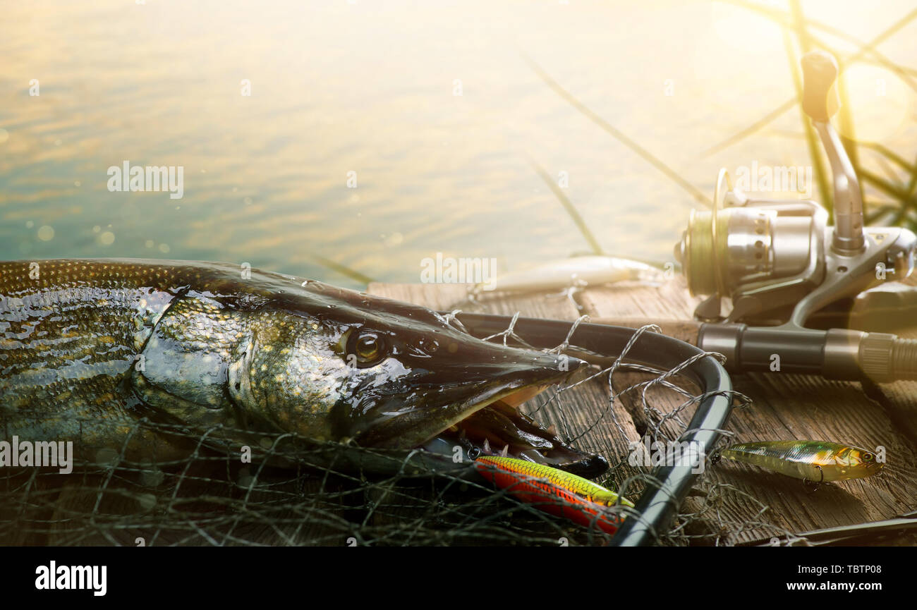 Summer Fishing background. Fishing lure and trophy Pike Stock Photo - Alamy