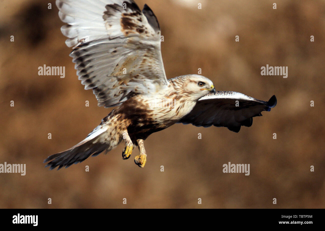 Footed platform hi-res stock photography and images - Alamy