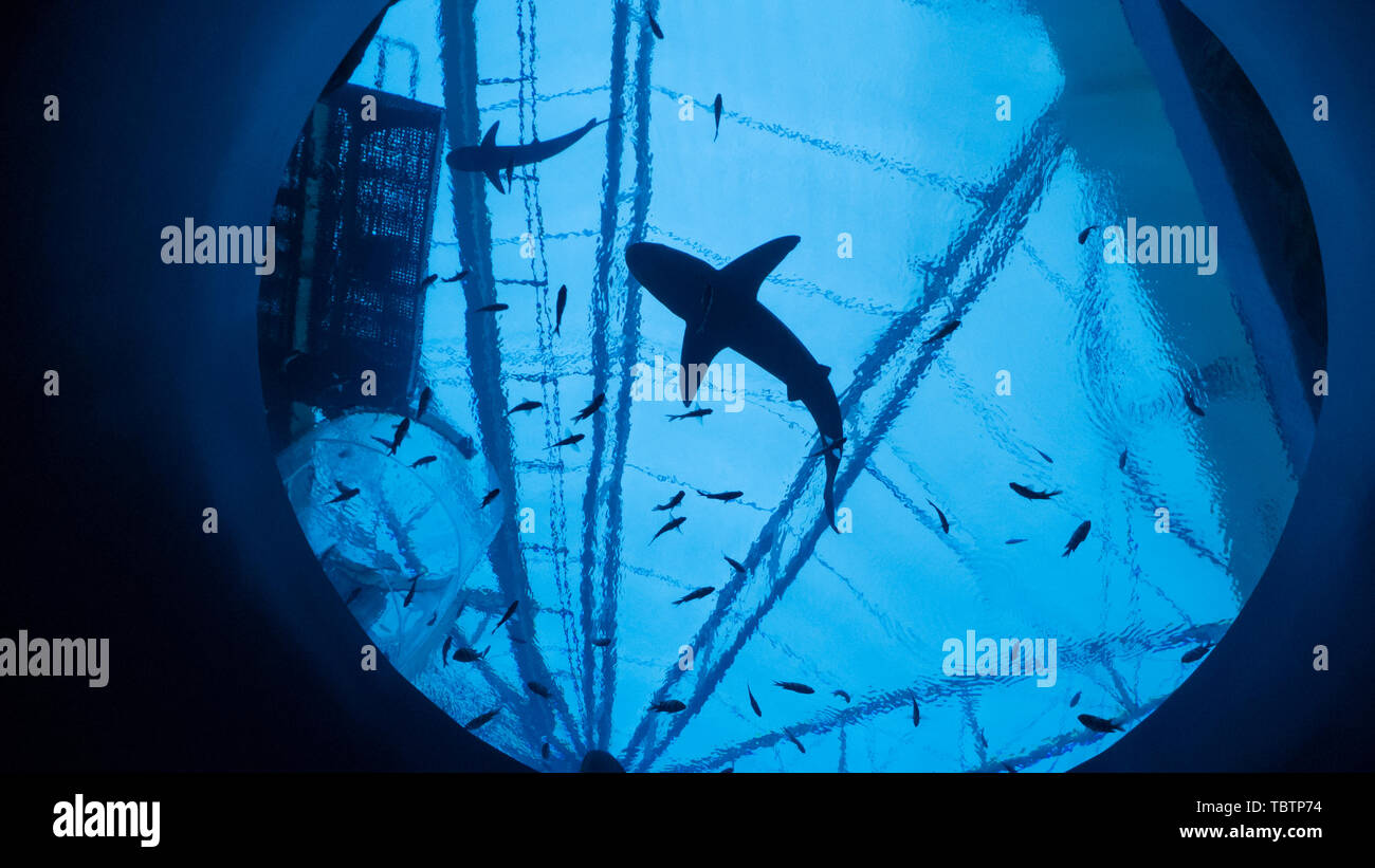 A silhouette of swimming sharks and fish through a blue round window in ...