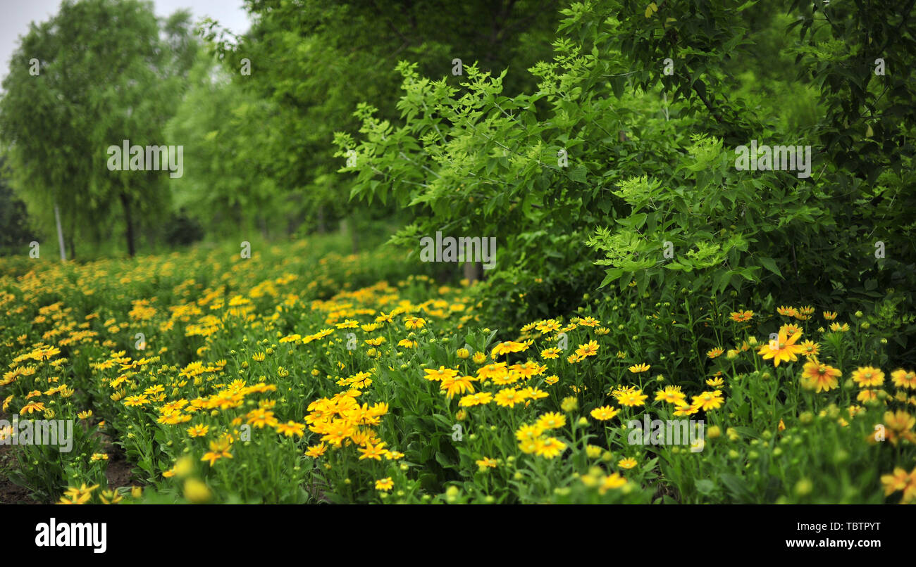 Spring forest flowers and plants picture Stock Photo - Alamy