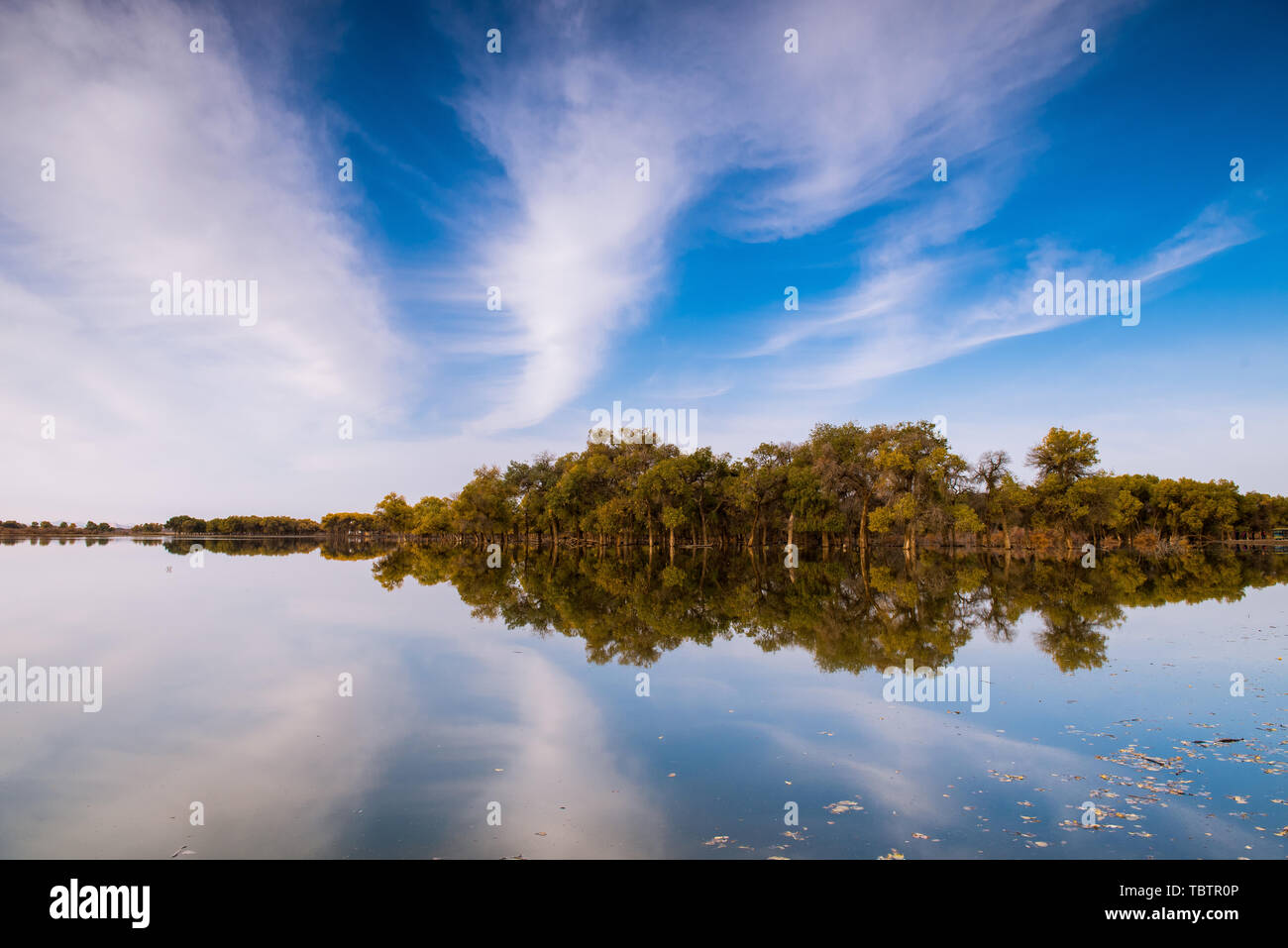 The most beautiful Hu Yang Lin Stock Photo - Alamy