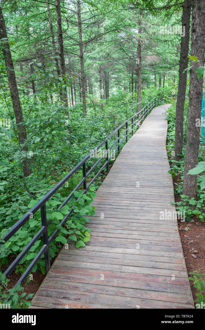 Rose Rose shed path Stock Photo - Alamy