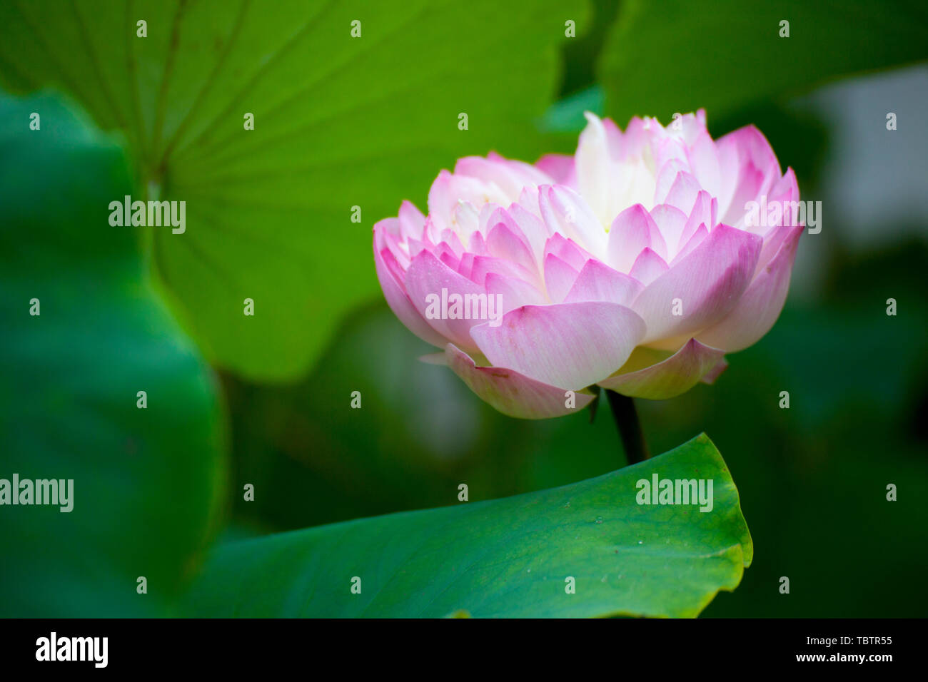 Summer lotus in foreign countries hi-res stock photography and images ...